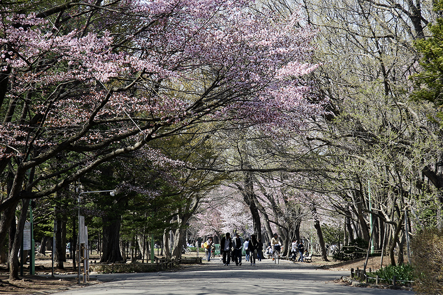 sapporo in spring – Hanatour Japan World