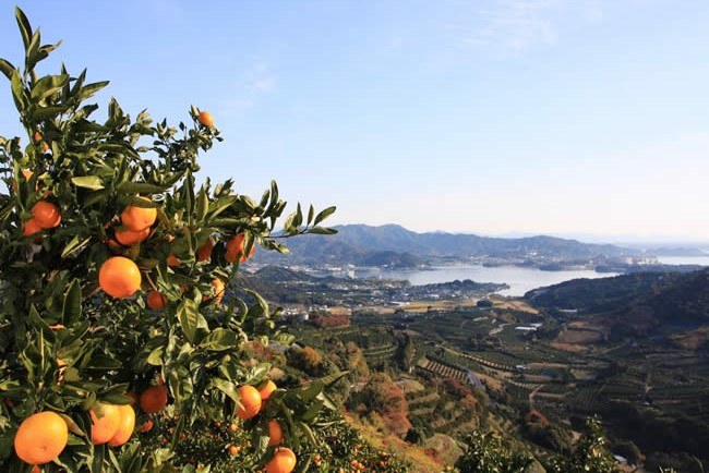 Hamamatsu Autumn Mikkabi Mikan – Hanatour Japan World